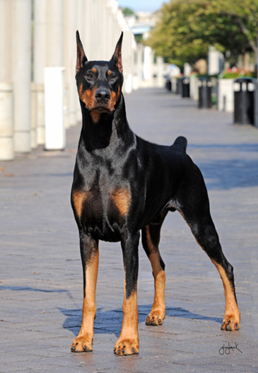 Zorro :: Zakon-smecky-cz